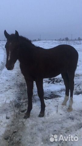 Жеребец орловский рысак