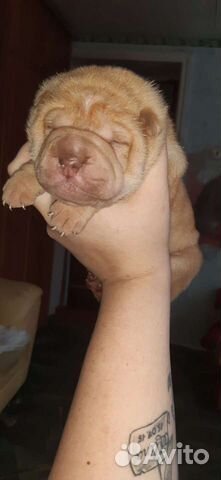 Щенки шарпей