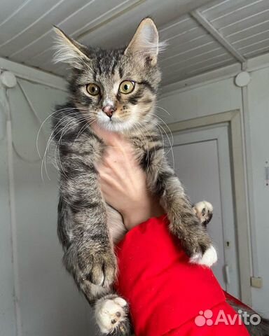 Кошка
