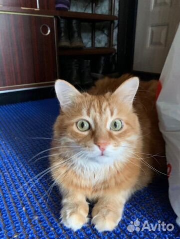 Потерян рыжий кот
