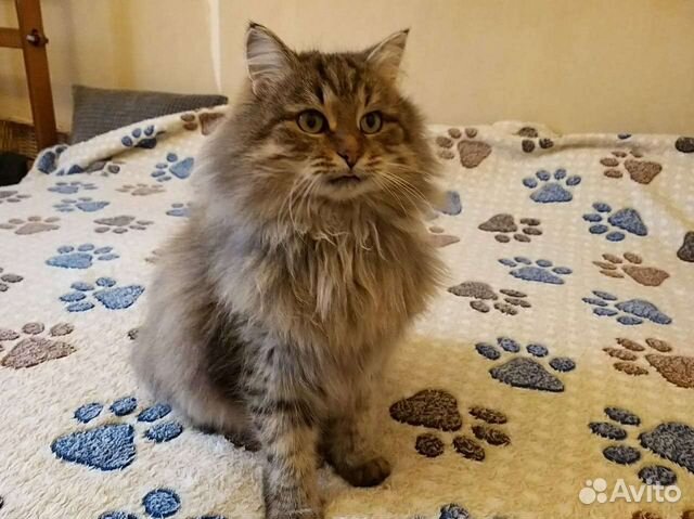 Сибирский котенок Оскар принесет счастье