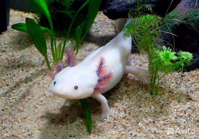 Акселотль пара альбиносы