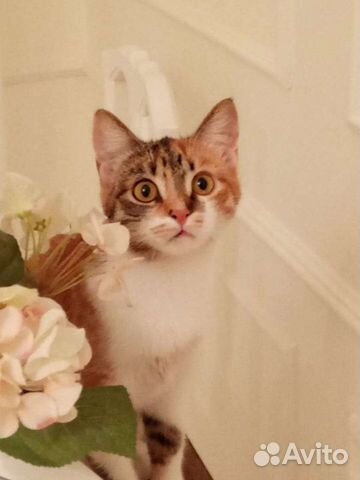 Кошки в добрые руки бесплатно