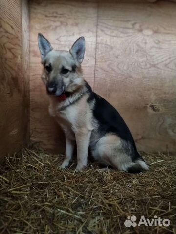 Норд мечтает стать домашним