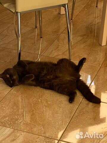 Кот