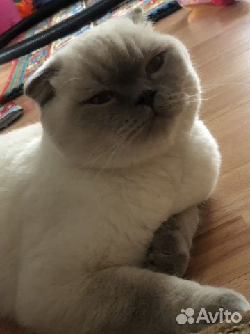 Шотландский кот