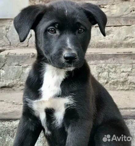 Щенок в дар