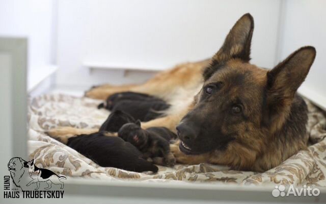 Щенки немецкой овчарки (бронь)
