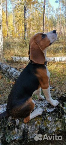 Щенок бигль 7 месяцев привит