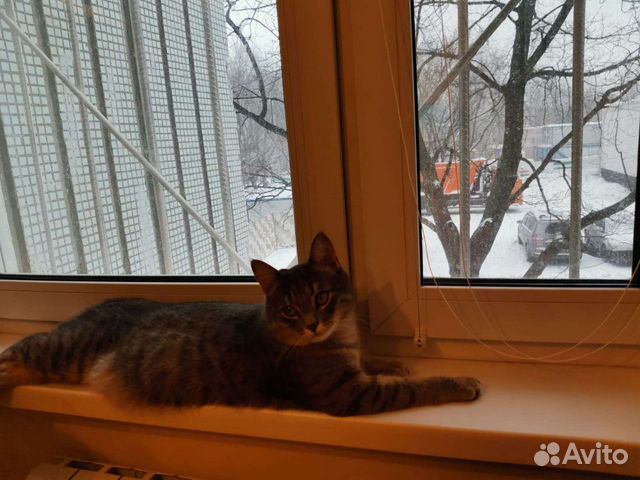 Кошка в дар