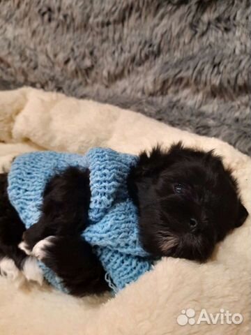 Мальтипу мальчик