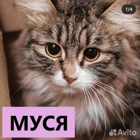 Сибирская кошка бесплатно