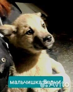 Собака