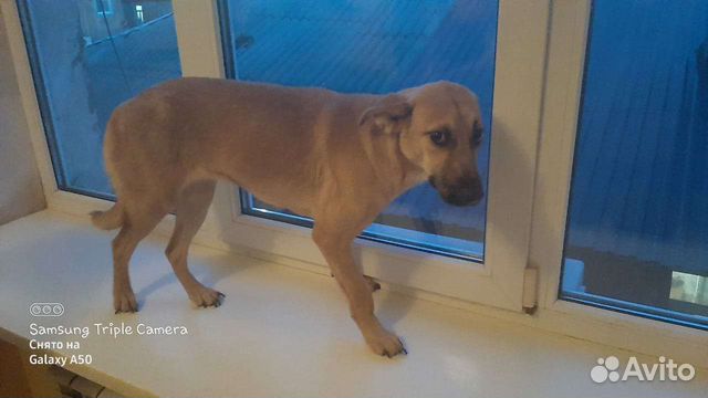 Левретка бесплатно