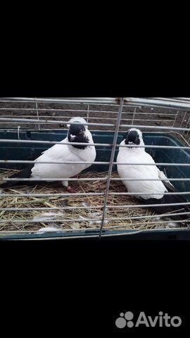 Продажа голубей