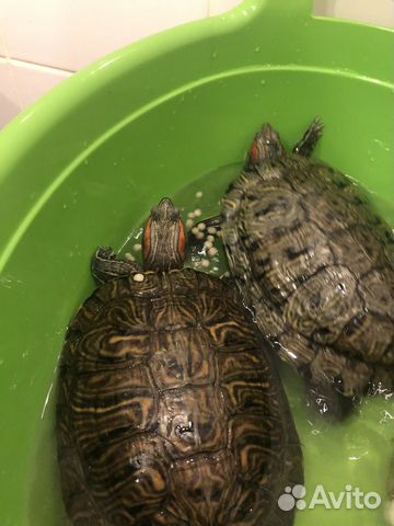 Красноухая черепаха