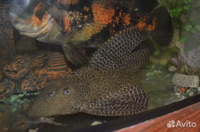Аквариумная рыба (сом птеригоплихт)