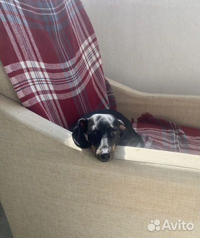 Малышка ищет семью