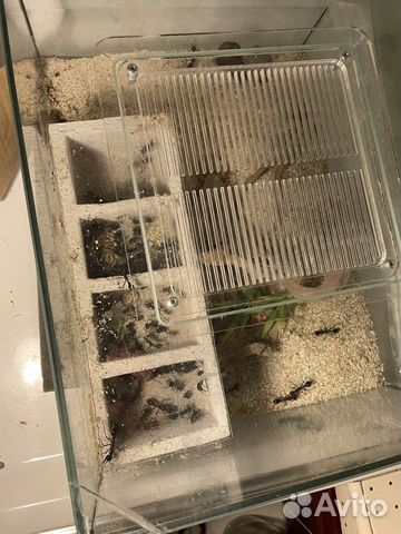 Семья myrmecia pyriformis