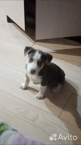 Домашние животные собака бесплатно