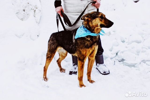 Собака из усыпалки