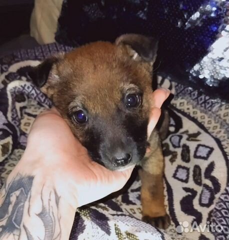 Щенки умирают на улице