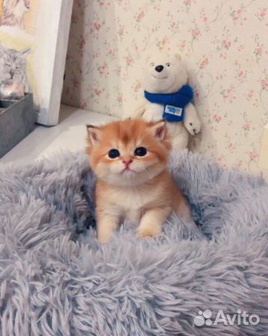 Золотые котята