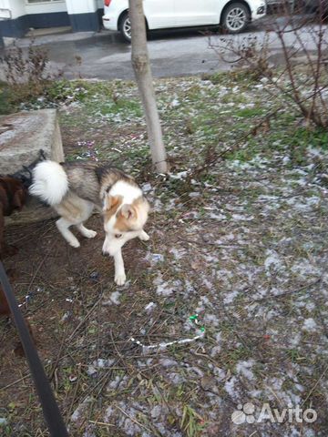 Лайка потеряшка