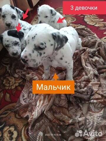 Продаются щенки Далматин