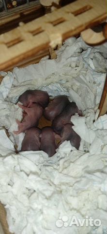 Хомячки Кэмпбелла