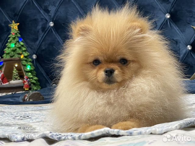 Мини померанский шпиц медвежьего типа