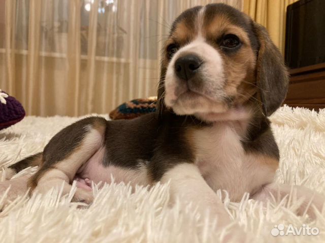 Щенки бигль