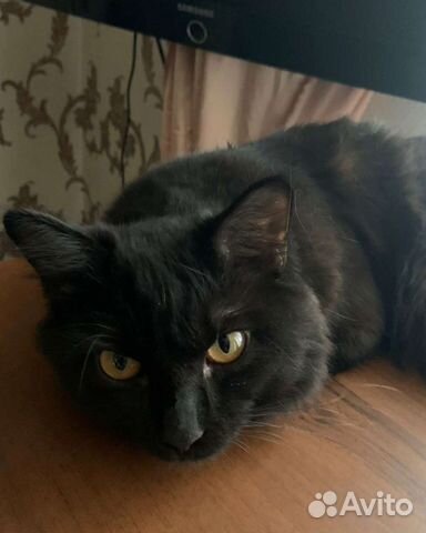 Молодой котик ищет дом