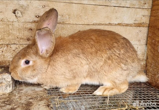 Кролик, взрослый самец