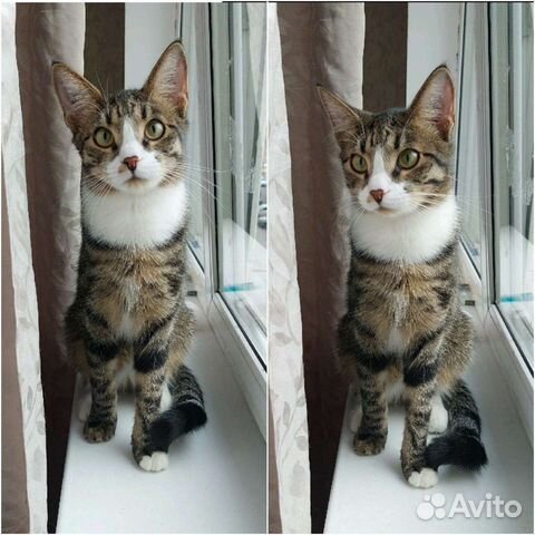 Котик,кастрирован,привит