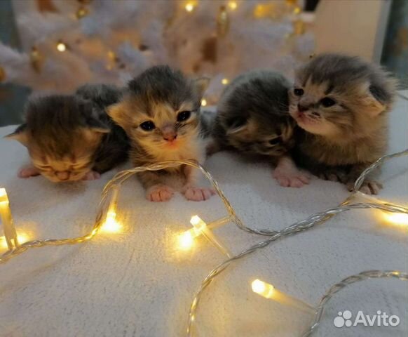 Шотландские котята