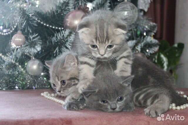 Шотландские Scottish Fold/Straight