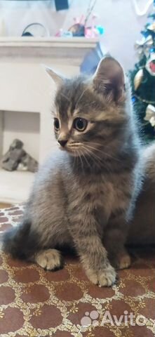 Котята в добрые руки мама шатланка