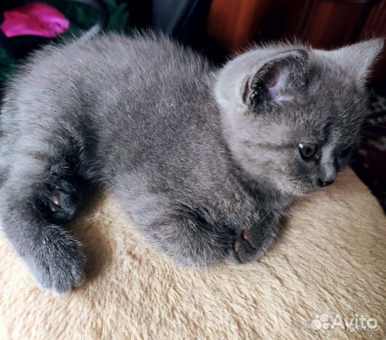 Плюшевые голубые девочки