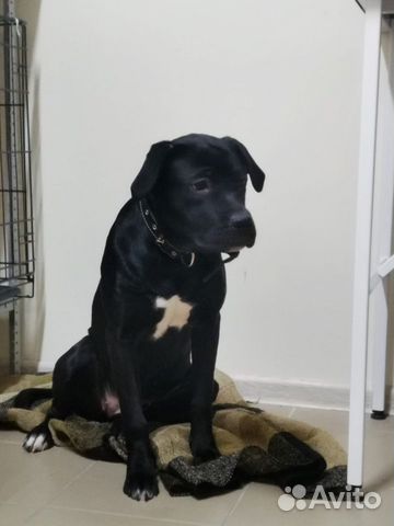 Лабрадор - питбуль Девочка (8 месяцев)