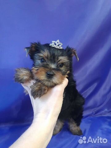 Йоркширский терьер куколка