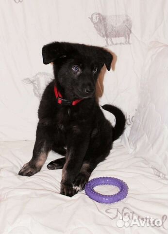 Гарри в дар