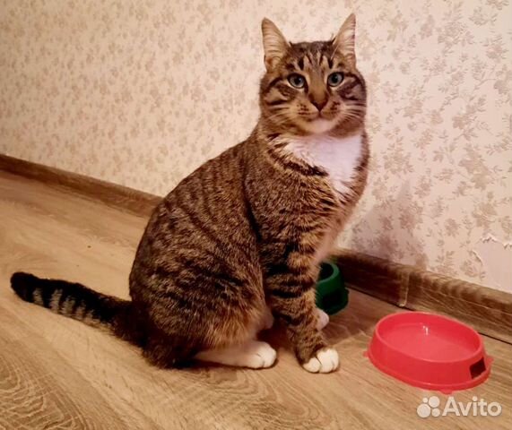 Идеальный кот. Воспитанный. Ерофей Палыч