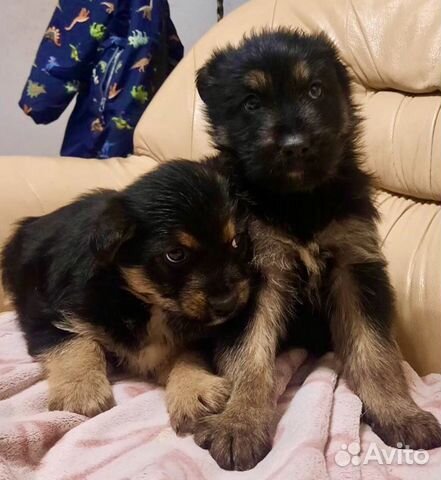 Бородатики щенки в добрые руки