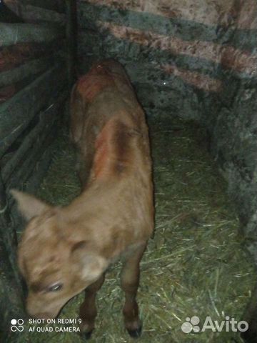 Бычок теленок