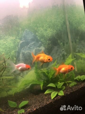 Аквариумные рыбки золотые