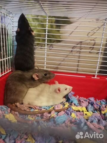 Декоративная крыса дамбо и стандарт