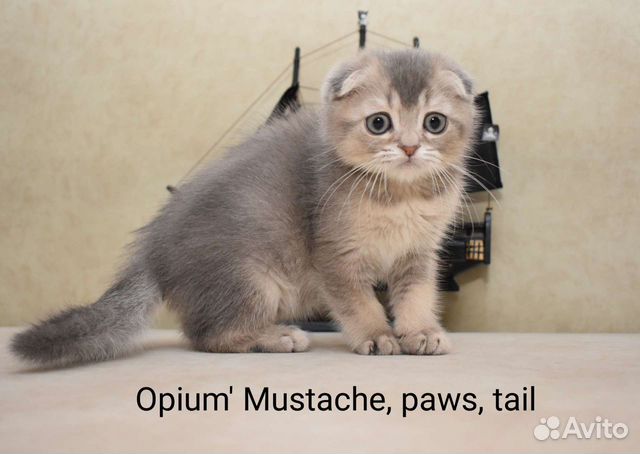 Шотландский котенок. Фолд