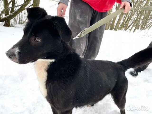 Красивая и добрая собака с печальной судьбой