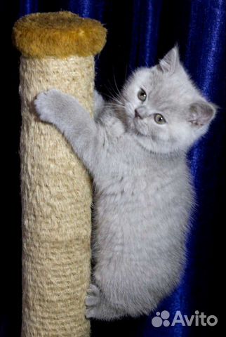 Британские тяжеловесы